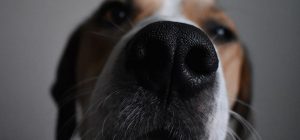 Pyothorax - Definition, Symptoms, Treatment and Prognosis