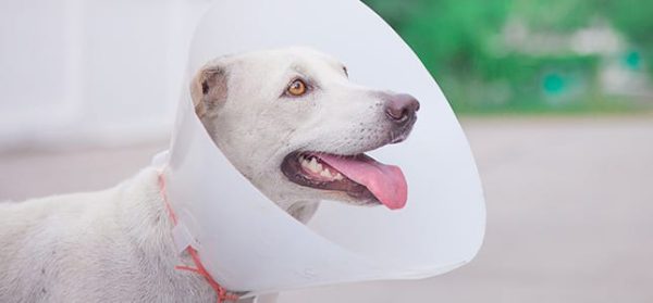 Pet Surgery: 6 Ways to Care for an Animal After an Operation ...